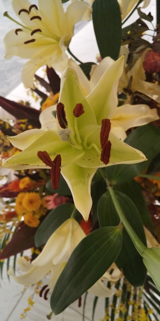 御先祖様の声：78: セイカノート せいかのおと 成果の音